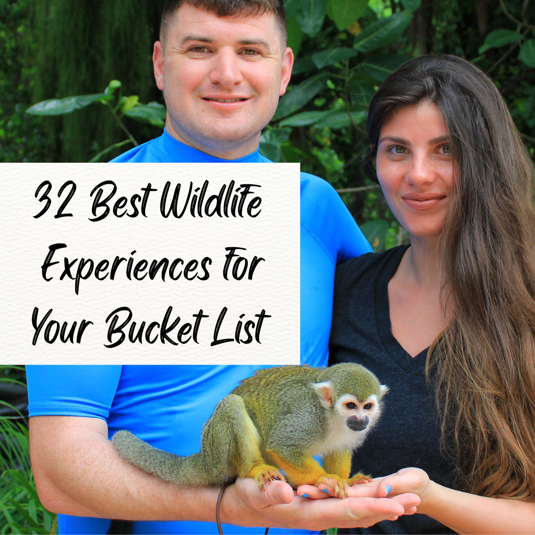 32 Best Wildlife Experiences For Your Bucket List - Forever Traveling